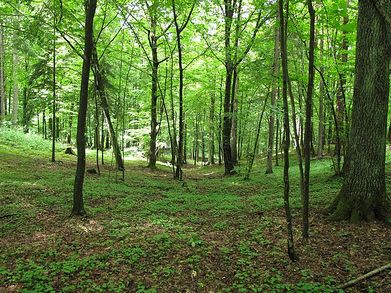 Carbon pool - Energy Education