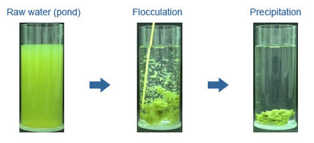 Harvesting algae - Energy Education